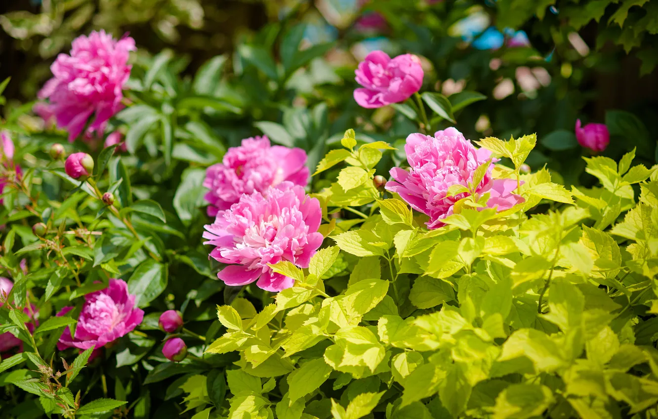 Wallpaper greens, leaves, flowers, spring, pink, the bushes, peonies ...