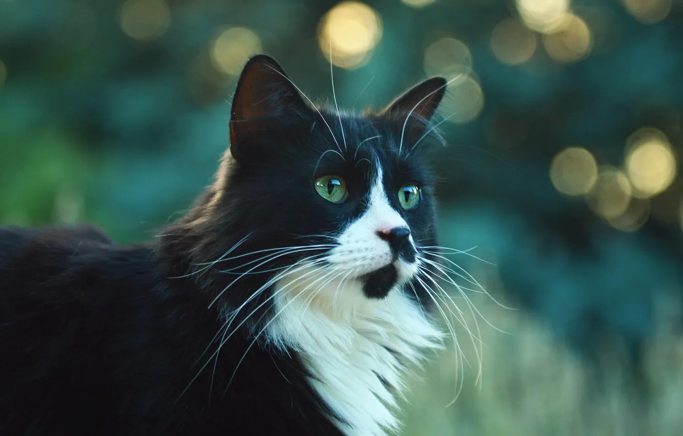 Wallpaper cat, cat, look, face, nature, glare, black and white ...