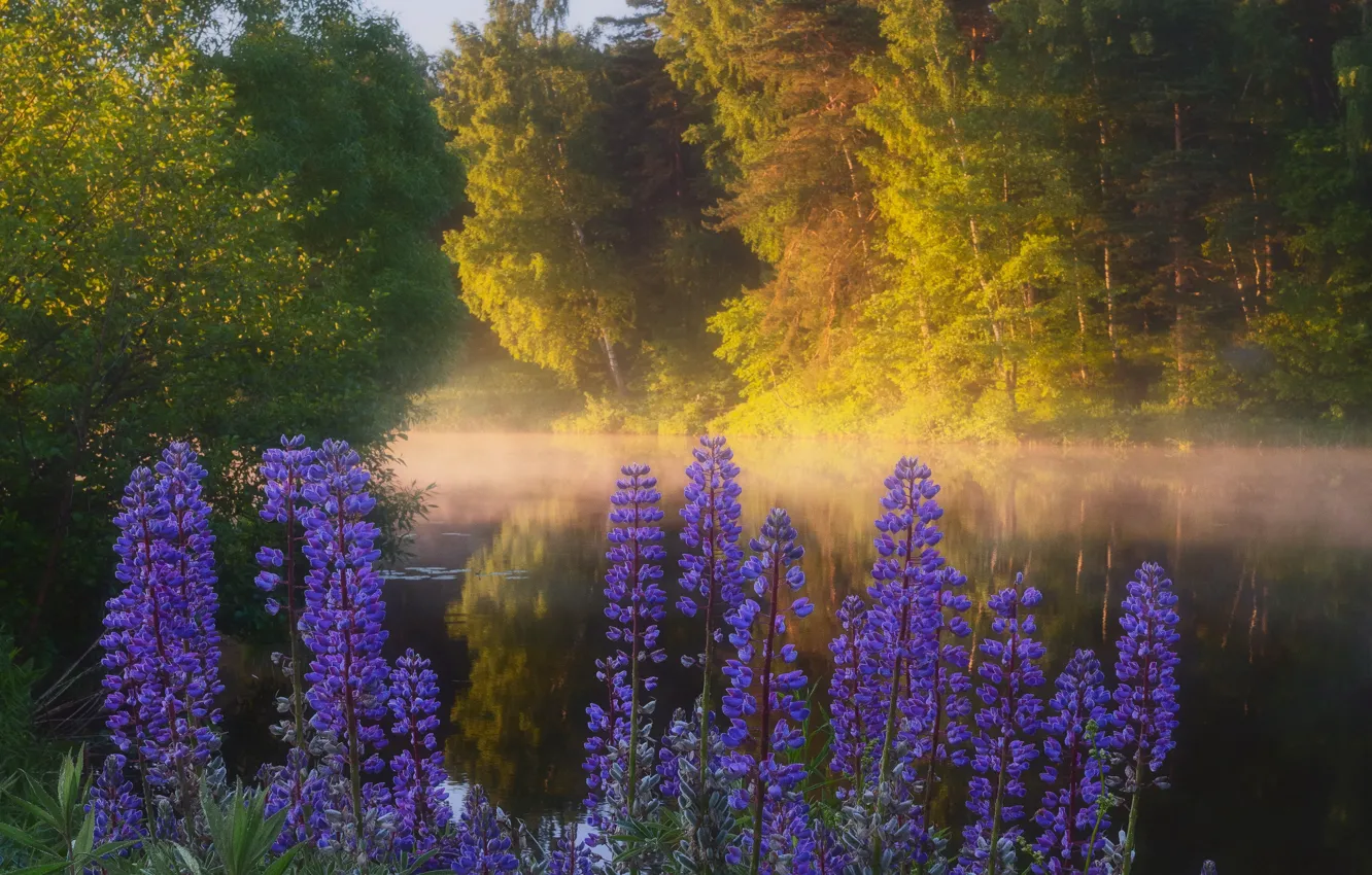 Wallpaper forest, light, flowers, fog, lake, reflection, shore, foliage ...