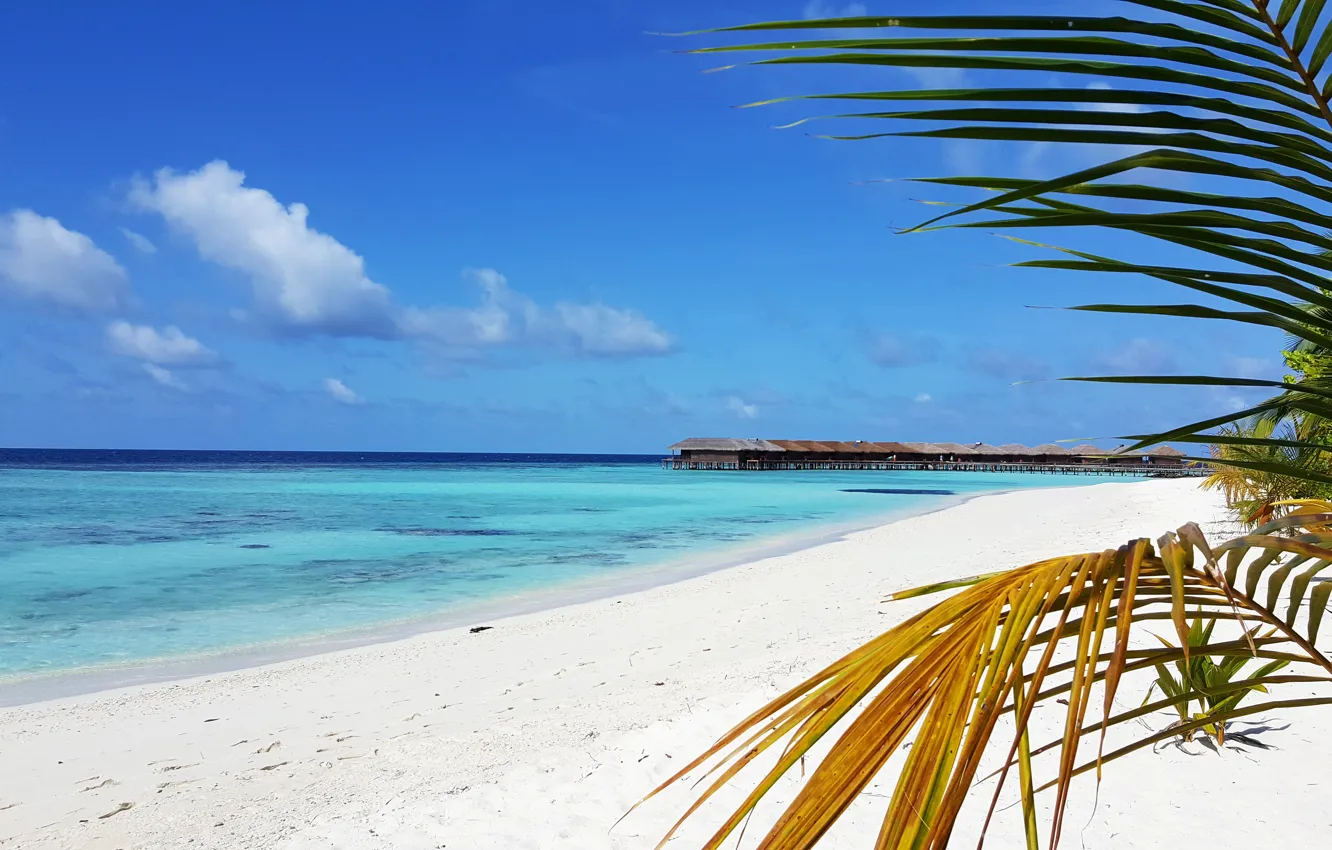 Wallpaper beach, tropics, palm trees, the ocean, island, exotic, white ...
