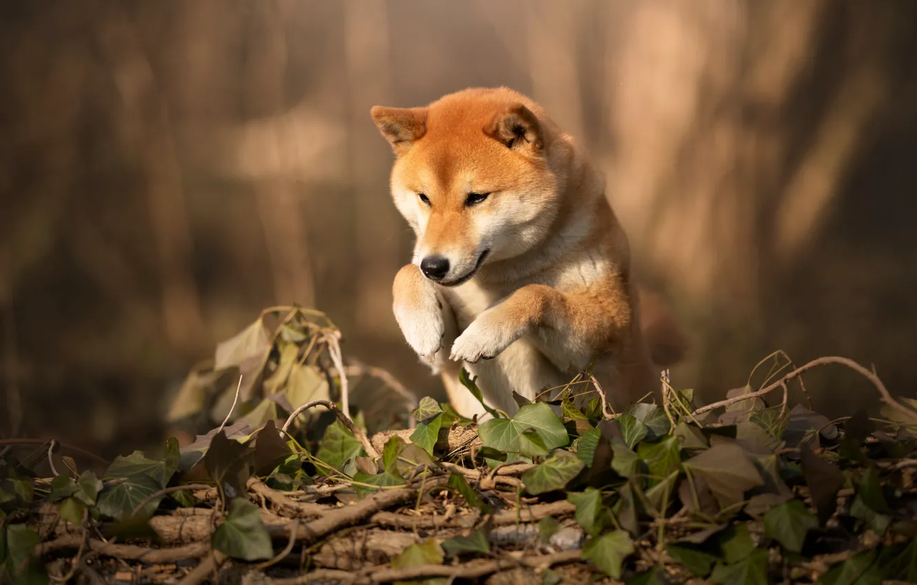 Wallpaper look, face, nature, pose, jump, dog, paws, ivy for mobile and ...