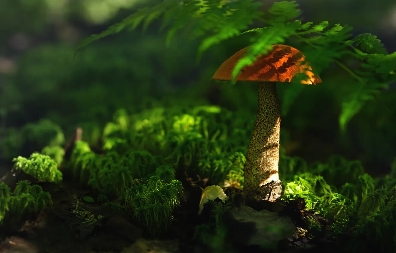 Wallpaper greens, light, mushrooms, moss, boletus, clearing, fern for ...