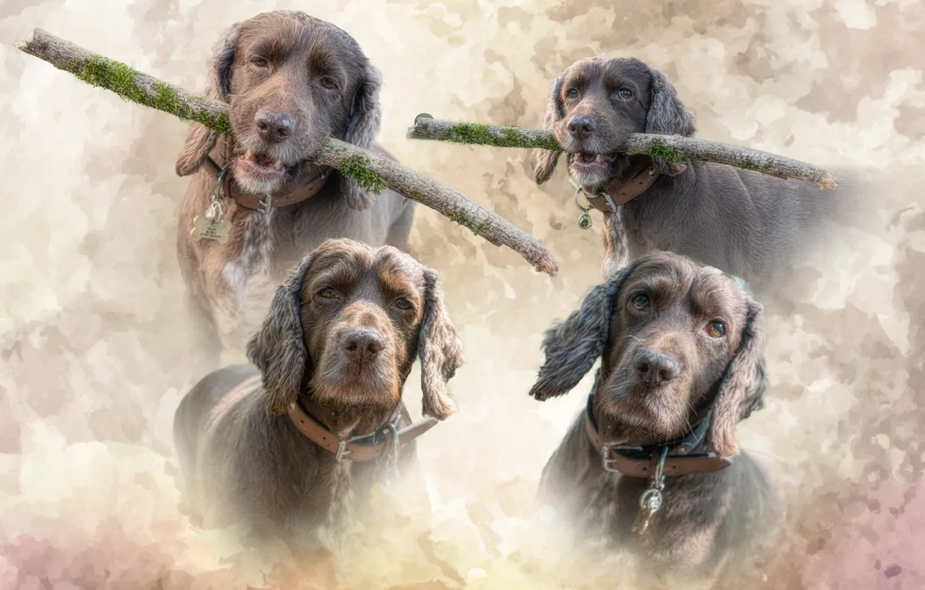 Wallpaper dogs, background, portrait, dog, treatment, texture, collar ...