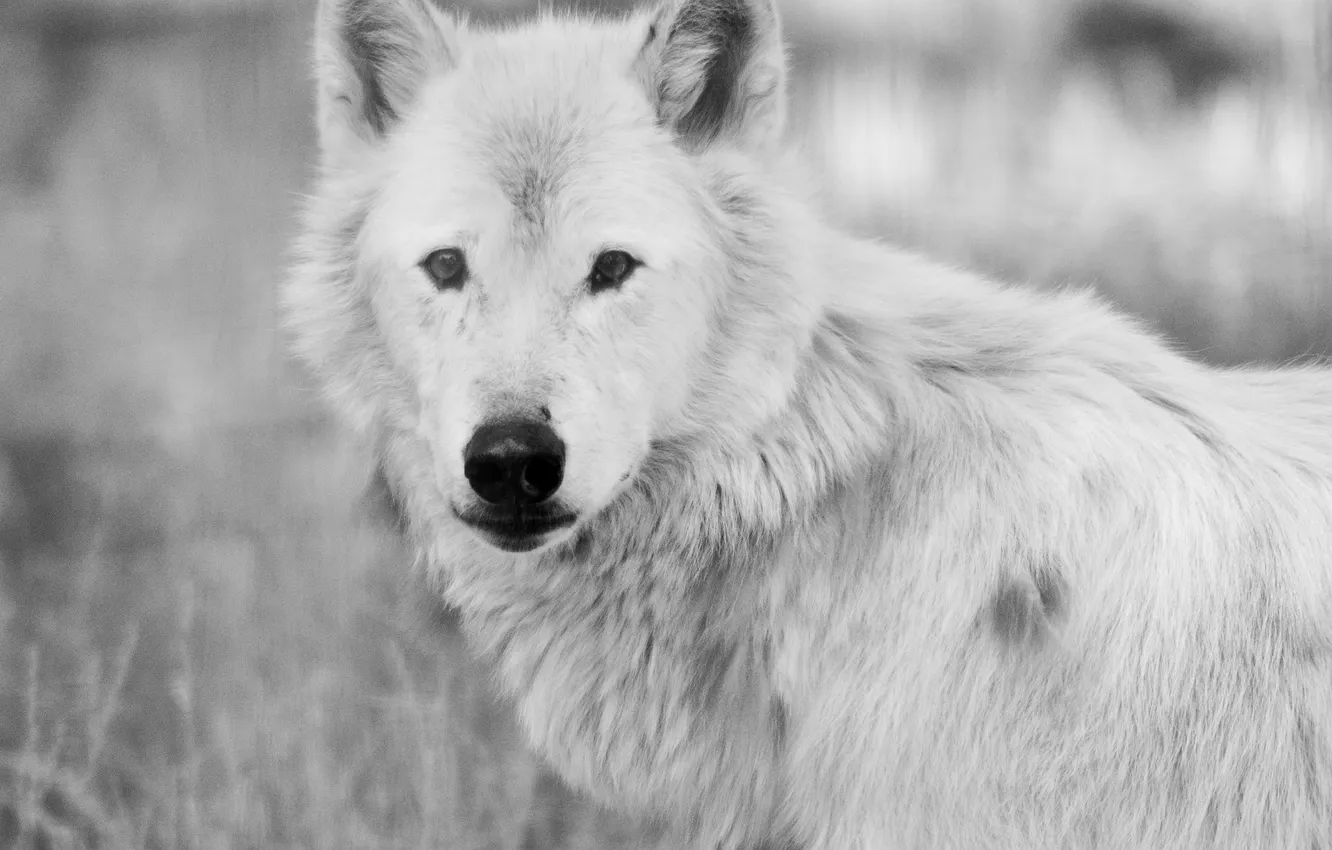 Wallpaper Predator, nature, snow, face, animal, wolf, wolves, canis ...