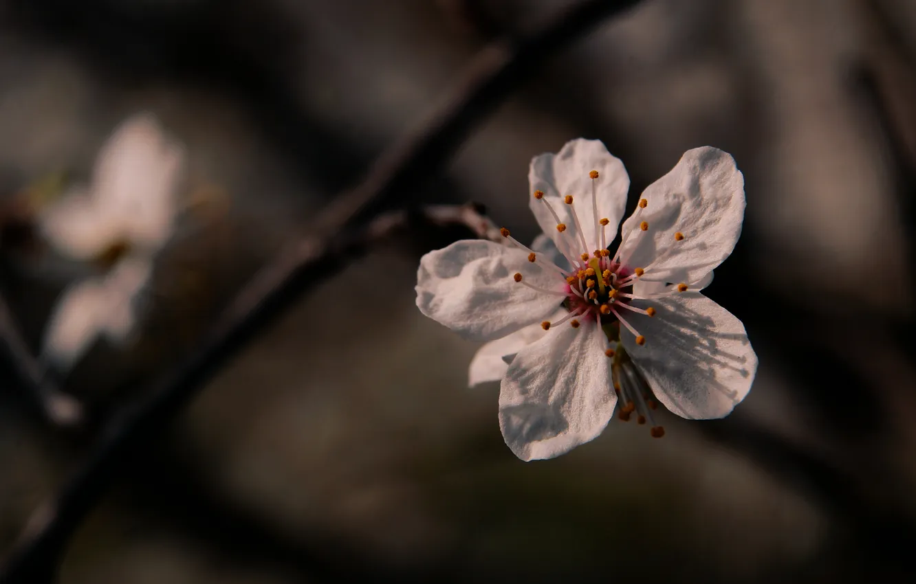 Wallpaper flowers, spring, twig for mobile and desktop, section природа ...
