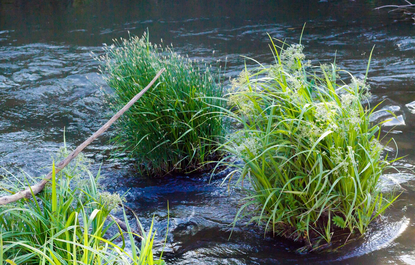 Wallpaper nature, pond, river, river for mobile and desktop, section ...