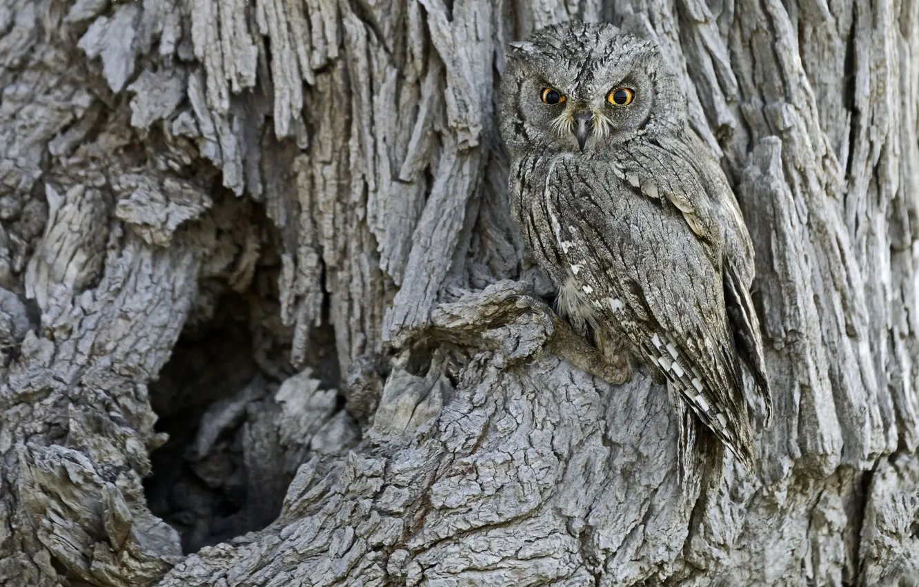 Wallpaper tree, owl, bird, disguise for mobile and desktop, section ...