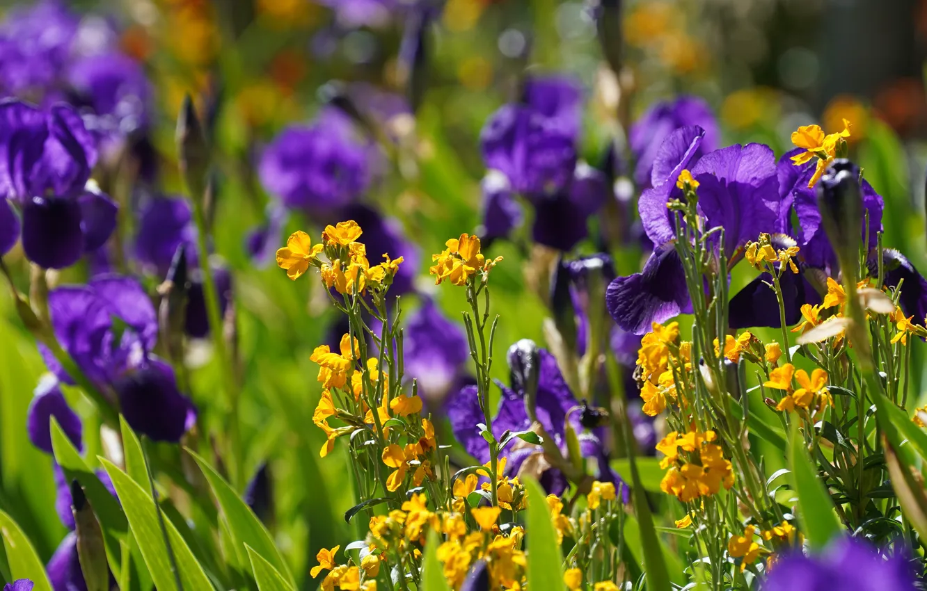 Wallpaper flowers, yellow, contrast, purple, flowerbed, irises, bokeh ...