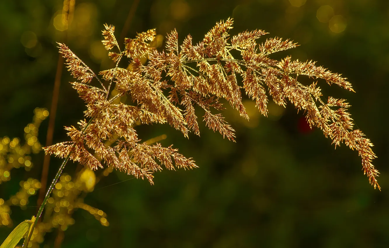Wallpaper autumn, grass, branches, weed for mobile and desktop, section ...