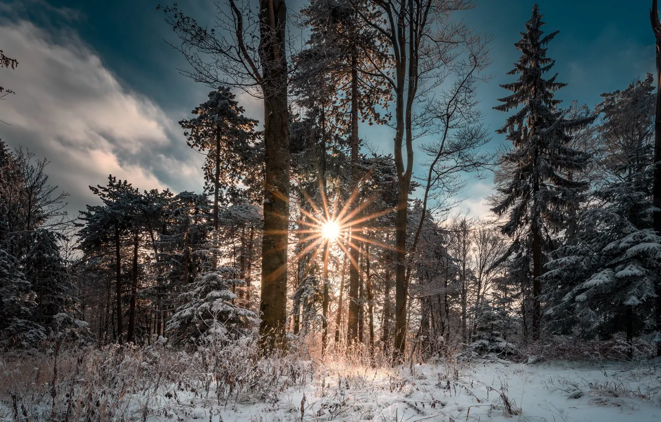 Wallpaper winter, frost, forest, the sun, rays, light, snow, trees for ...