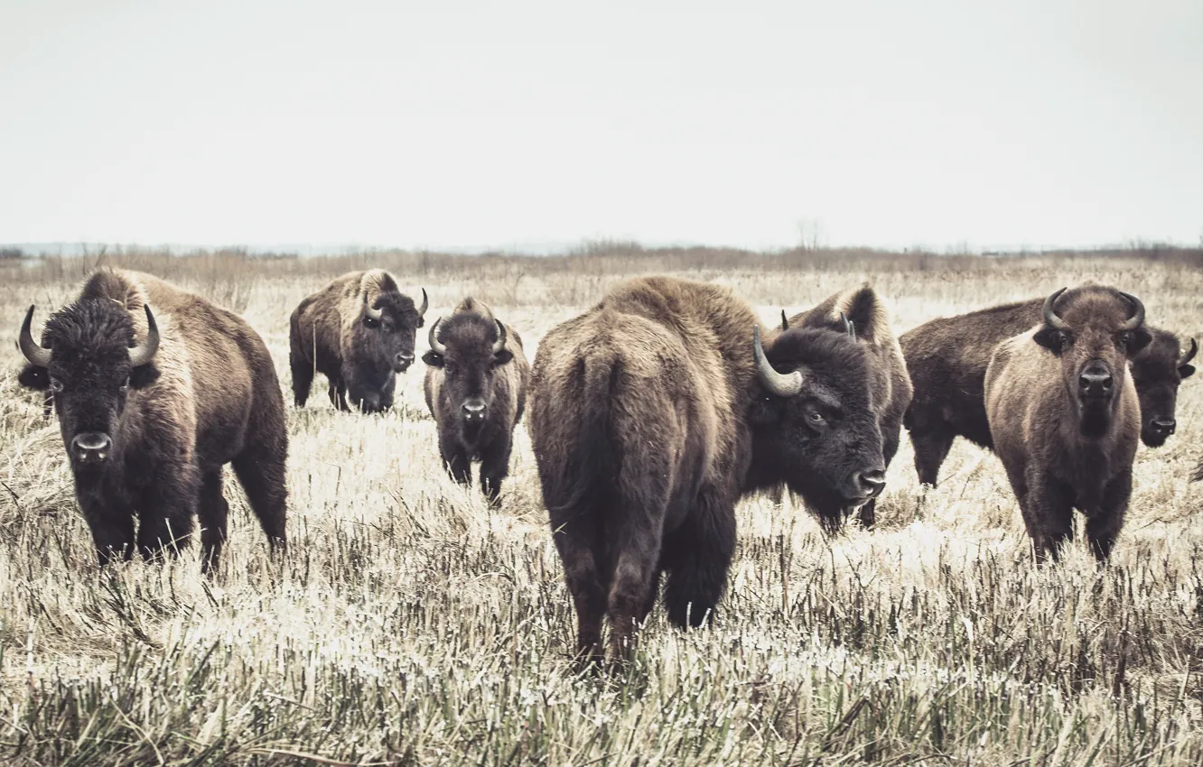 Wallpaper nature, background, Buffalo for mobile and desktop, section ...