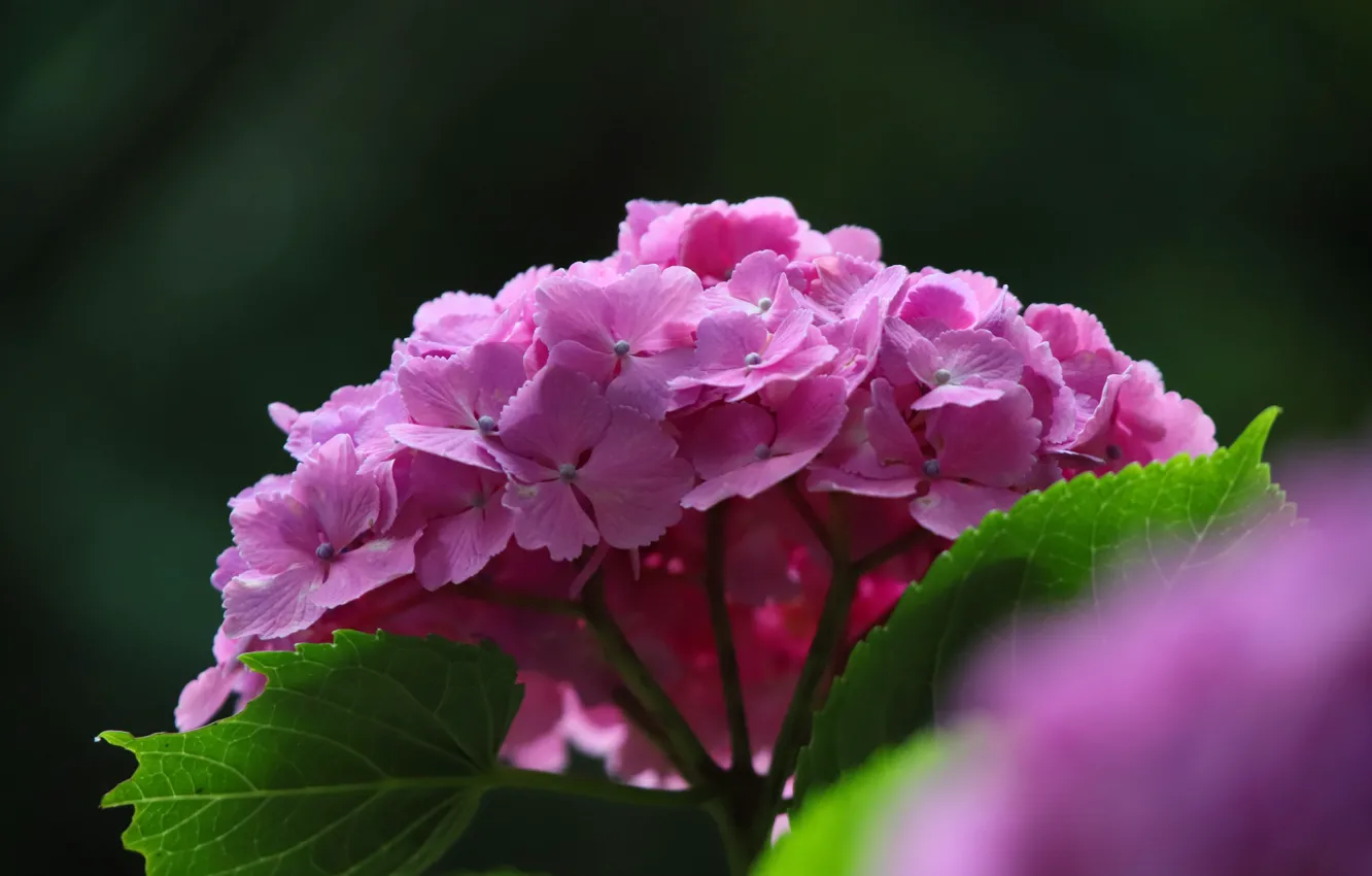 Wallpaper flowers, background, pink, hydrangea for mobile and desktop ...