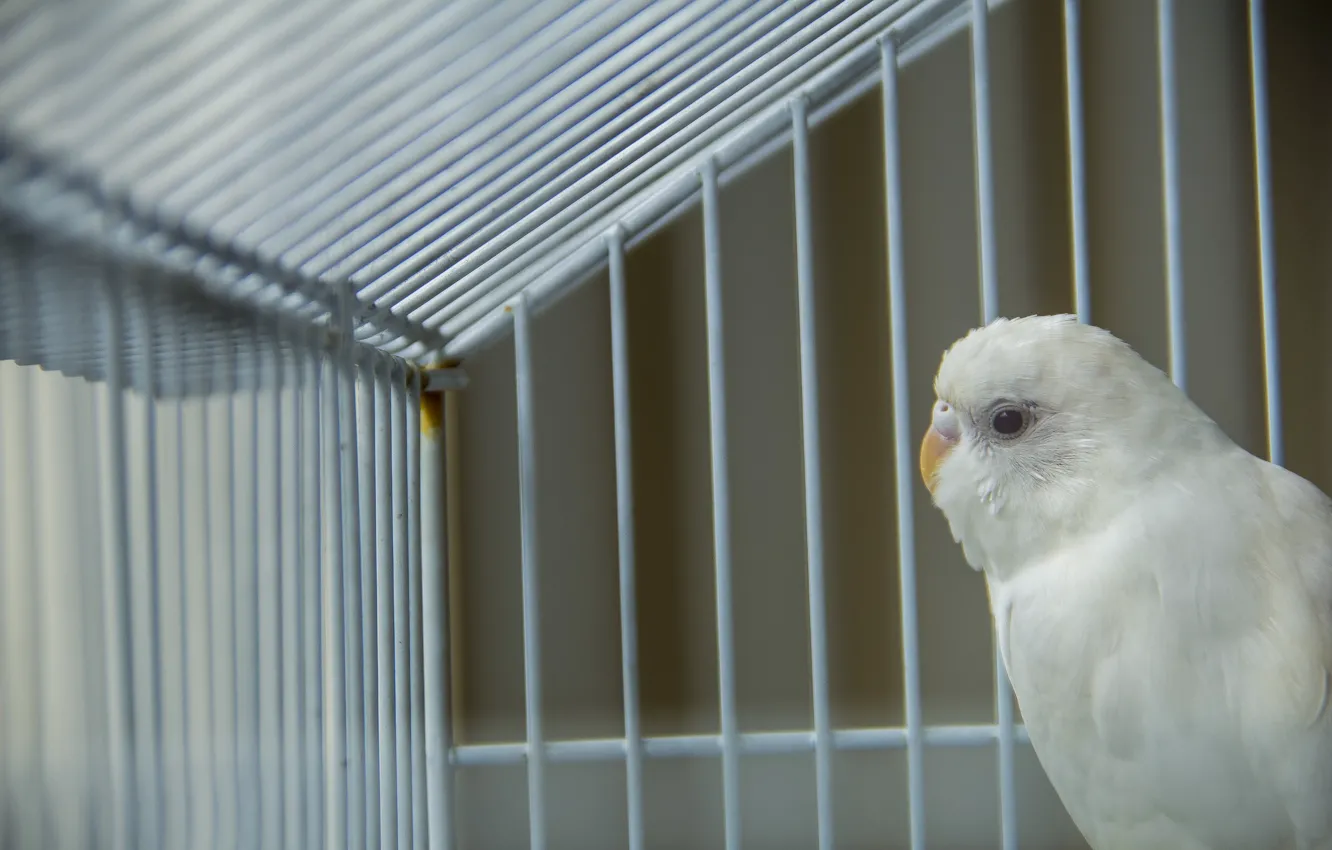 Wallpaper birds, Sri Lanka, thanu, thanujan, thanujan thanabalasingam ...
