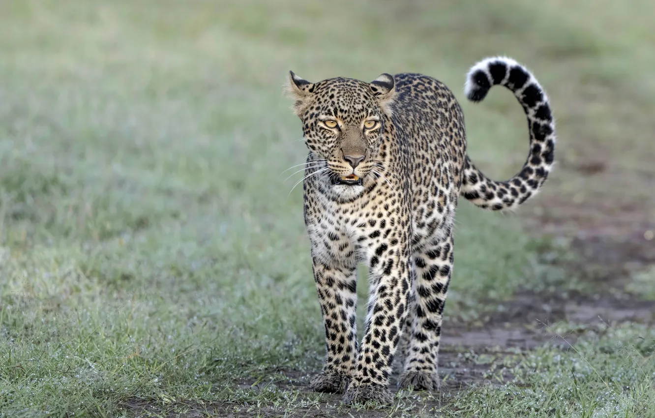 Wallpaper look, face, nature, pose, glade, leopard, tail, path for ...