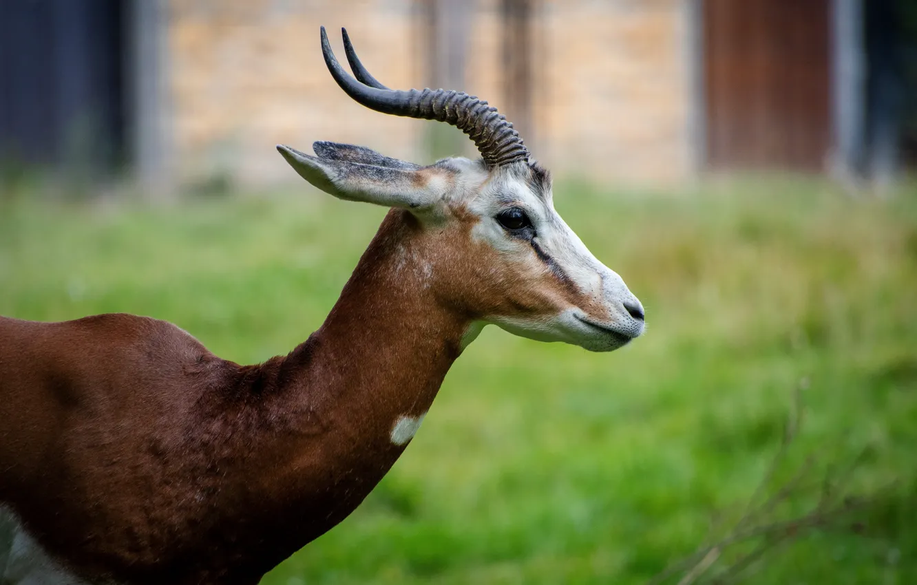 Wallpaper face, nature, portrait, profile, Gazelle for mobile and ...