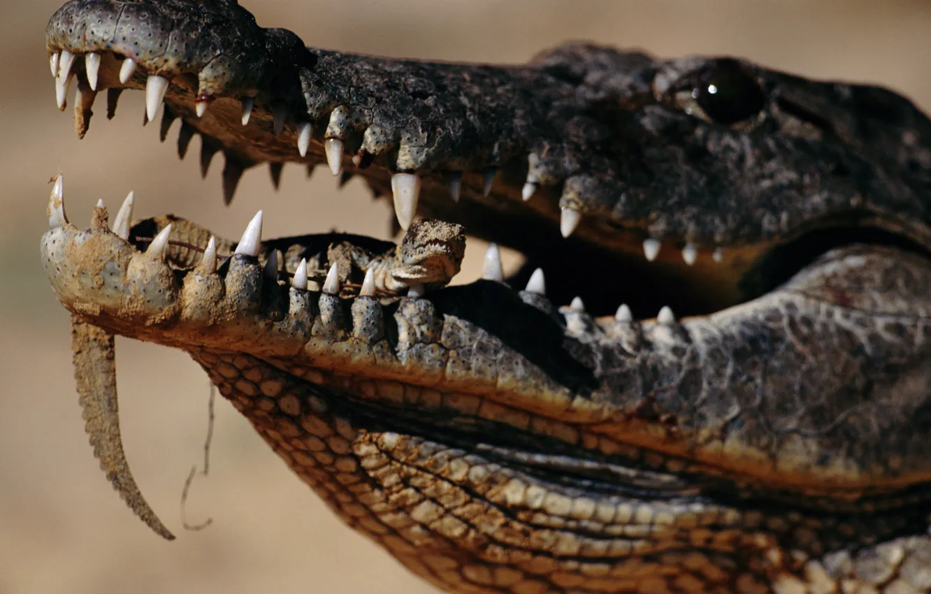Wallpaper crocodile, mouth, reptile, teeth for mobile and desktop ...