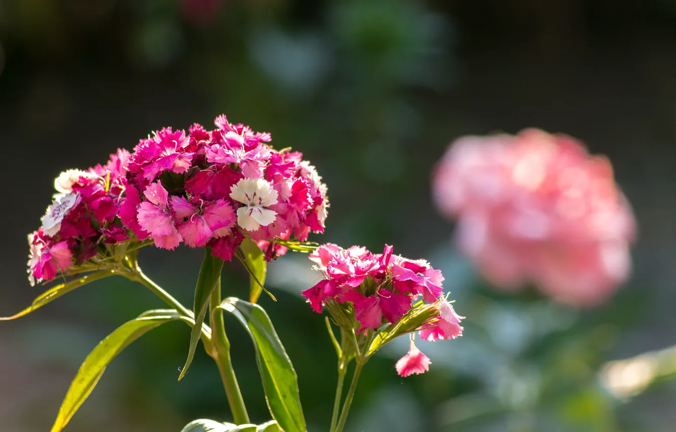 Wallpaper Bokeh, Pink flowers, Boke, Pink flowers for mobile and ...
