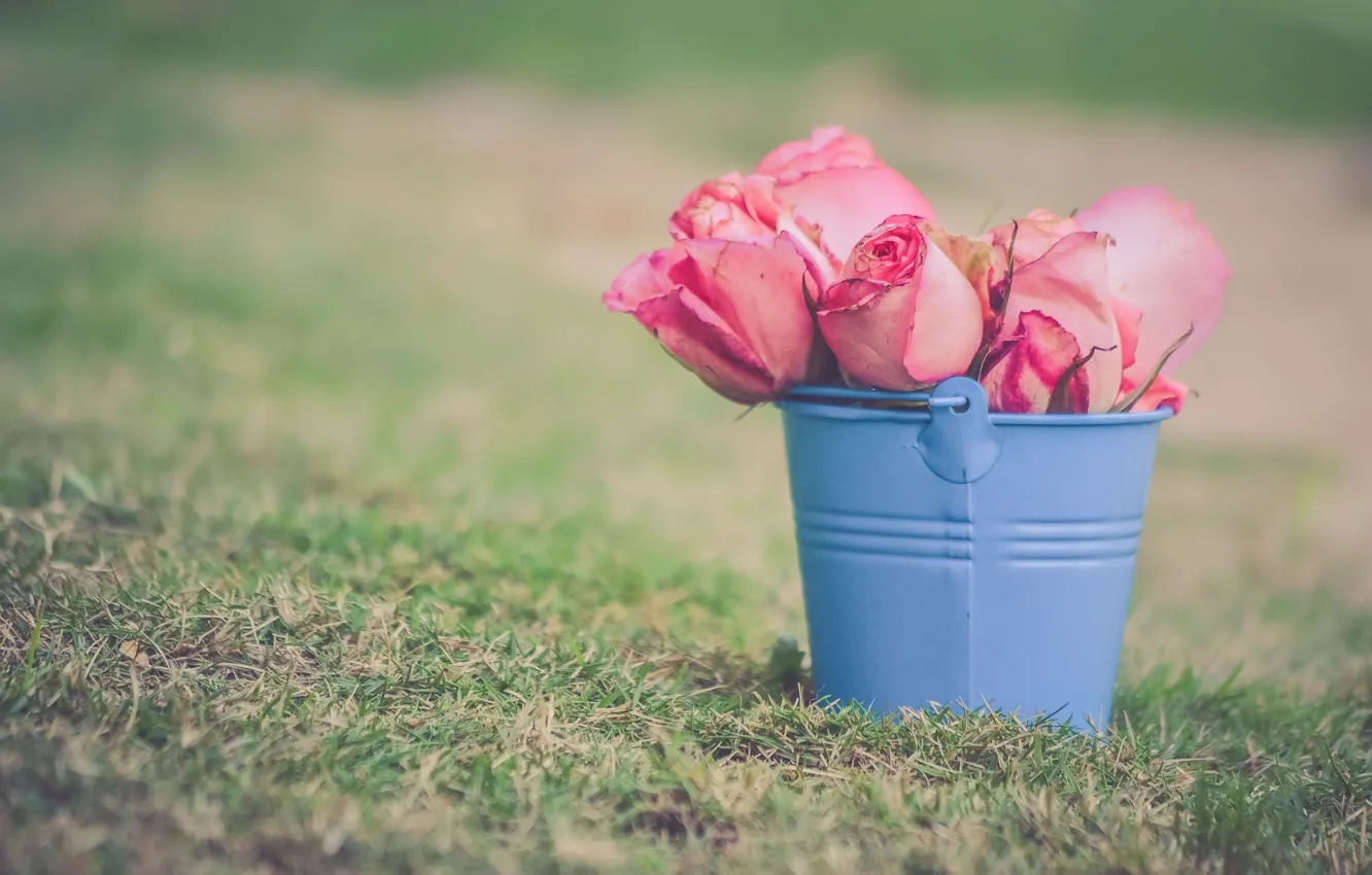 Wallpaper flowers, roses, bucket for mobile and desktop, section цветы ...