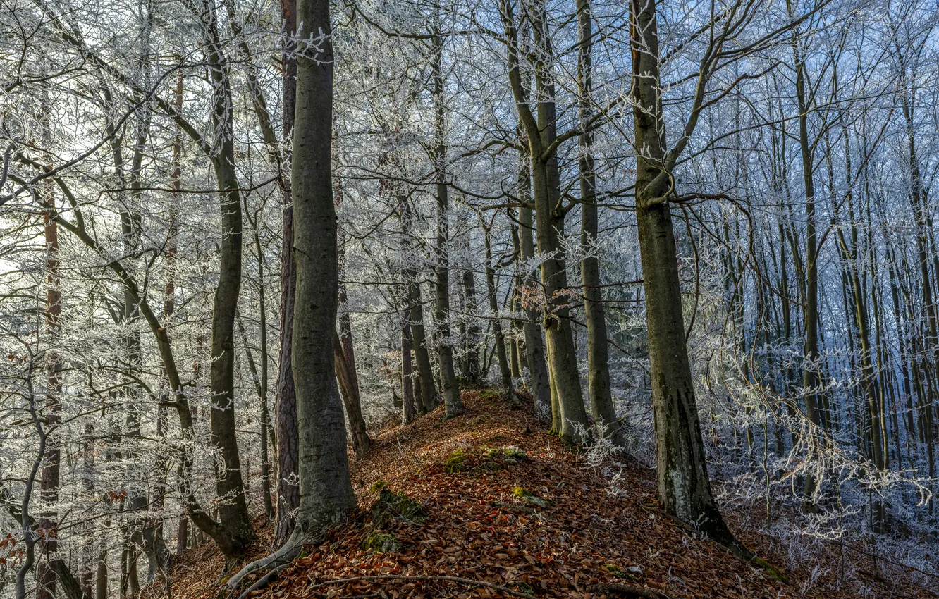 Wallpaper winter, frost, forest, trees, branches, nature, Park, foliage ...
