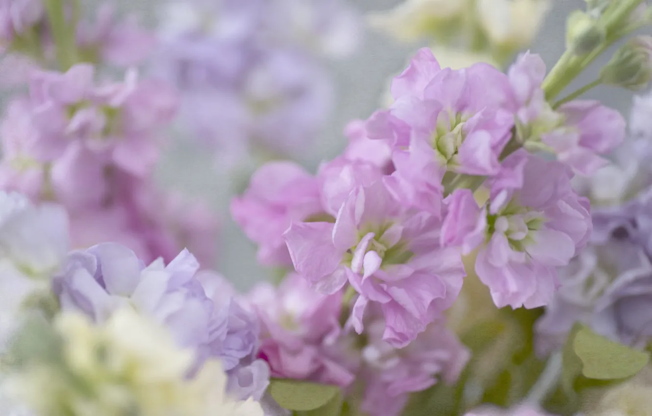 Wallpaper tenderness, pink, gillyflower for mobile and desktop, section ...