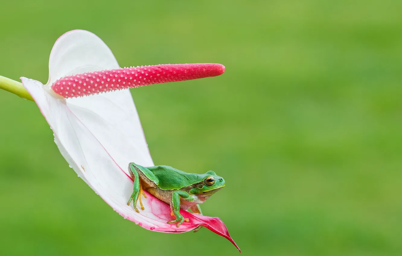 Wallpaper flower, background, frog, bokeh, wah for mobile and desktop ...