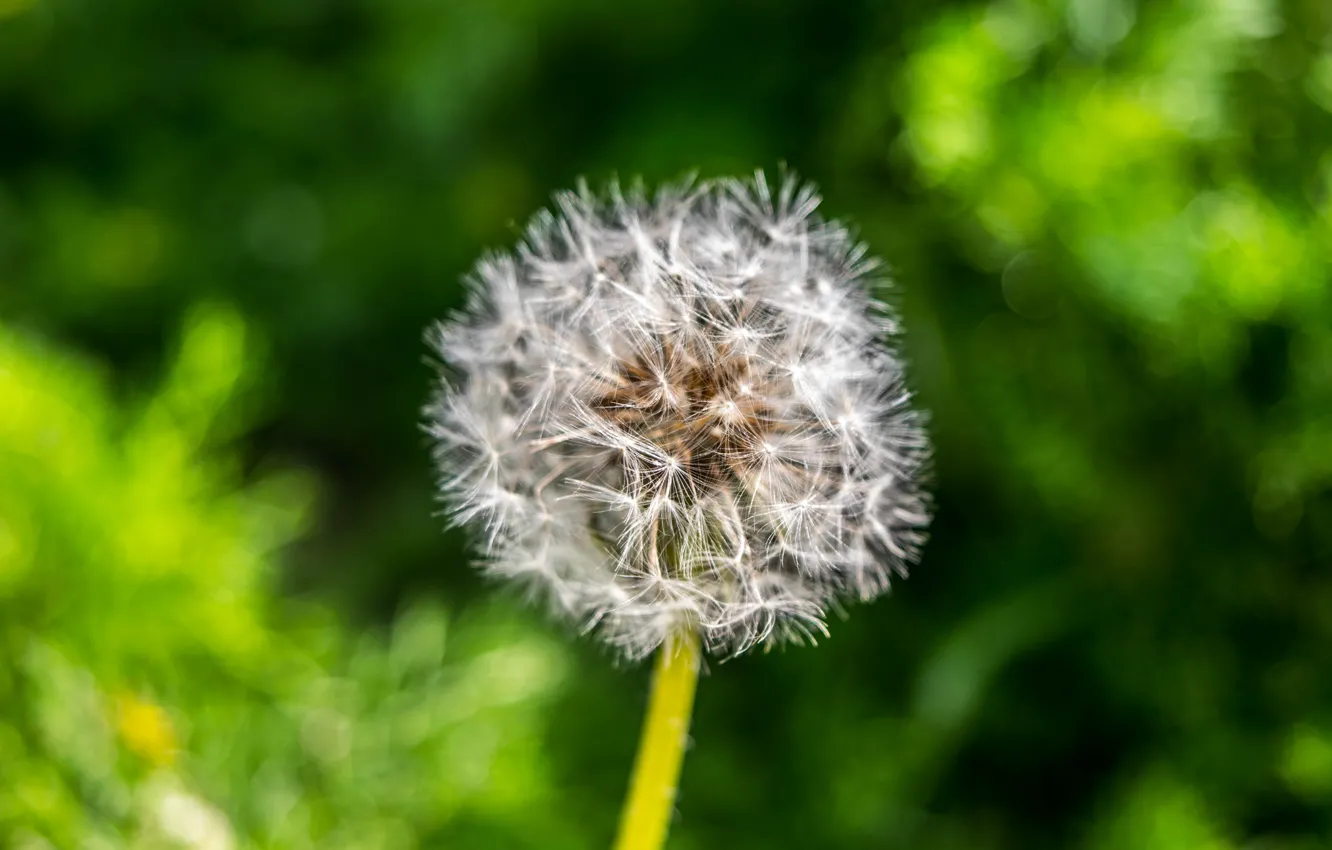 Wallpaper greens, macro, dandelion, Boke for mobile and desktop, section цветы, resolution ...