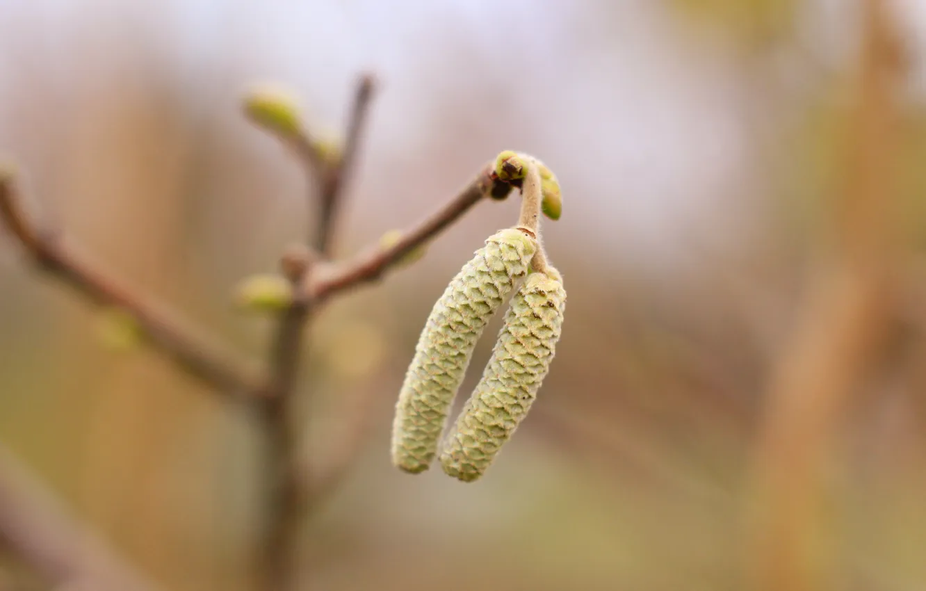 Wallpaper tree, plant, twig for mobile and desktop, section природа ...