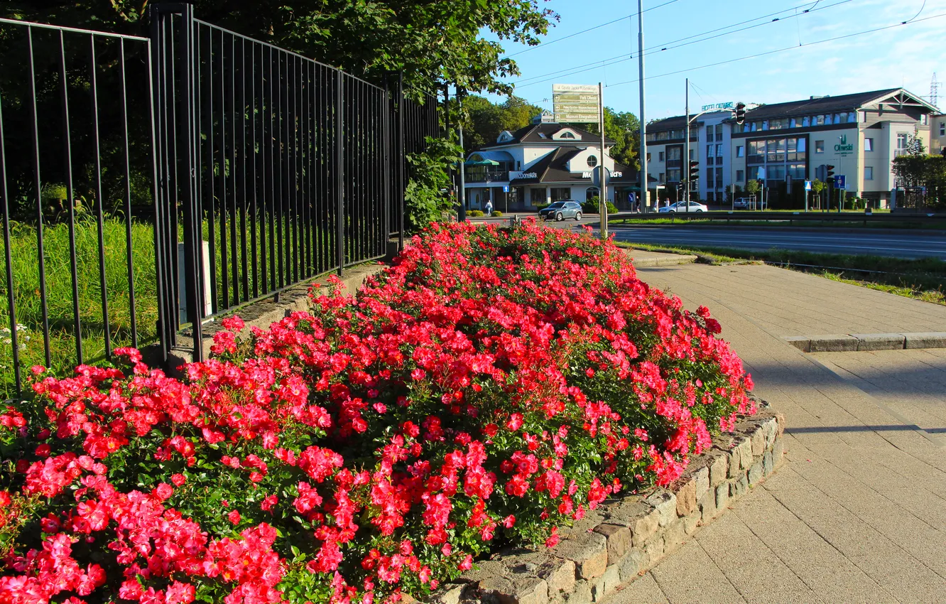 Wallpaper city, flower, street for mobile and desktop, section пейзажи ...