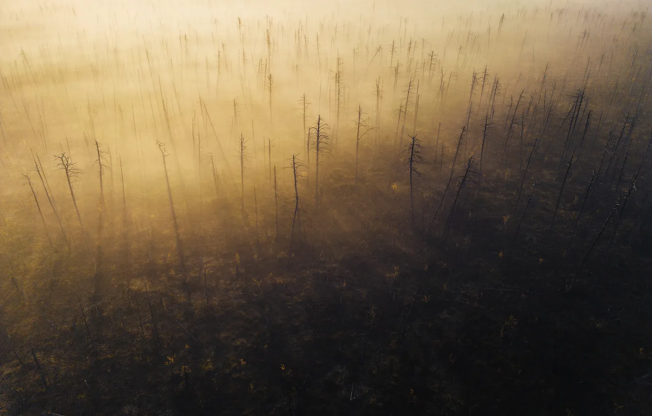 Wallpaper trees, day, sunrise, yellow tones, first rays of sun for ...