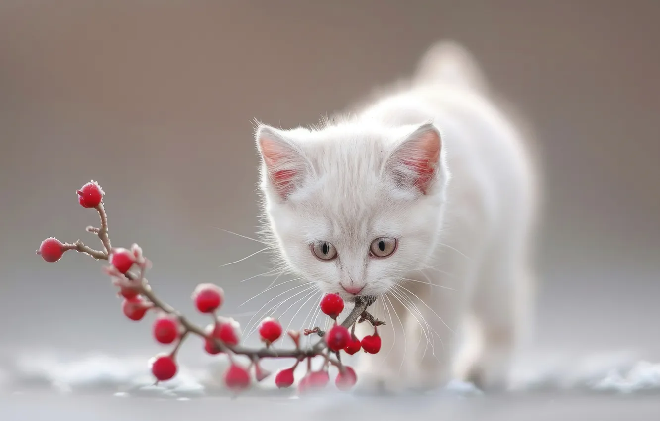Wallpaper white, berries, kitty, Rowan for mobile and desktop, section ...