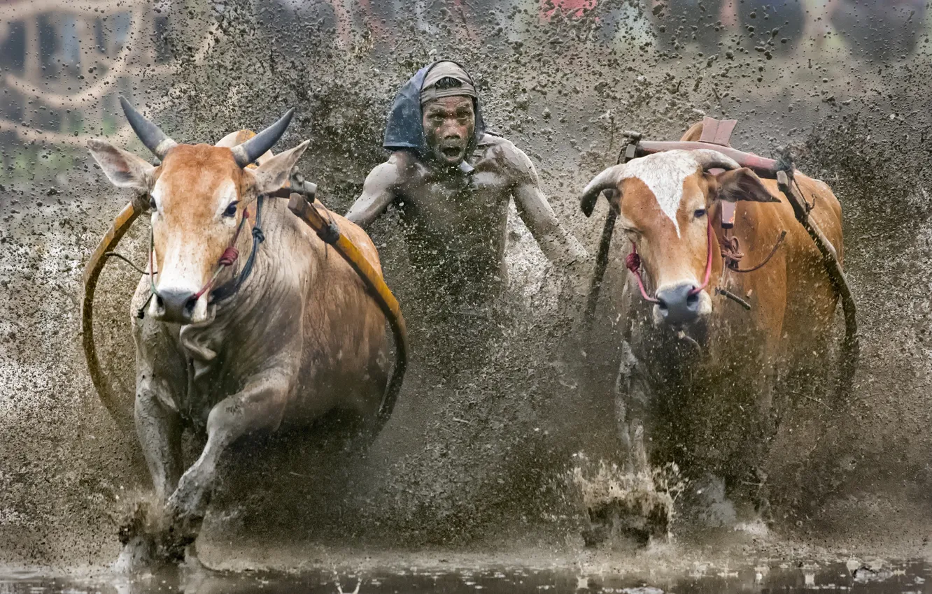 Wallpaper Sport, Indonesia, cow race for mobile and desktop, section ...