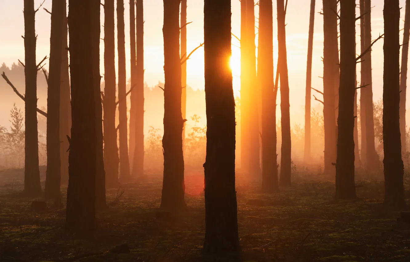 Wallpaper light, forest, trees for mobile and desktop, section природа ...