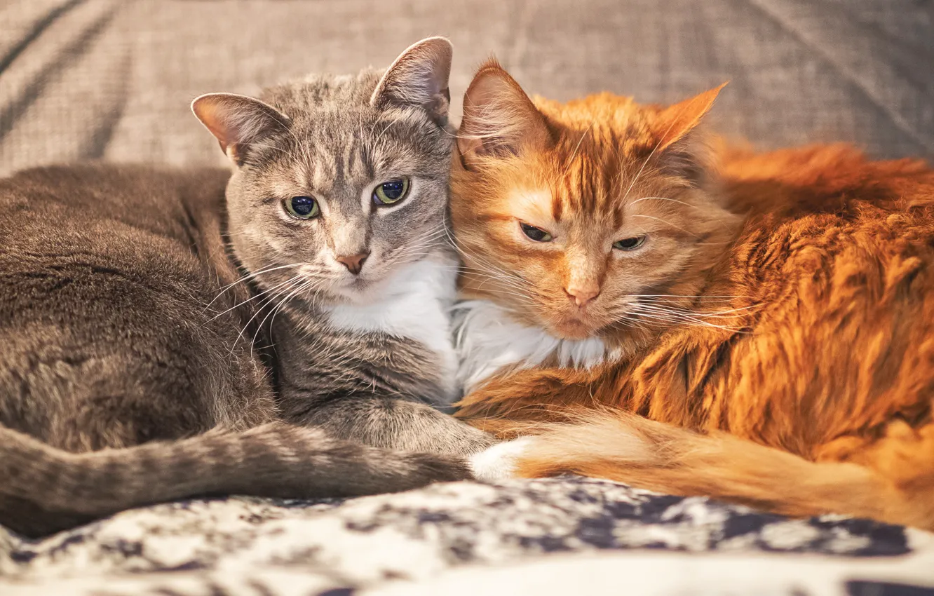 Wallpaper cat, cat, comfort, grey, together, lies, red, a couple for ...