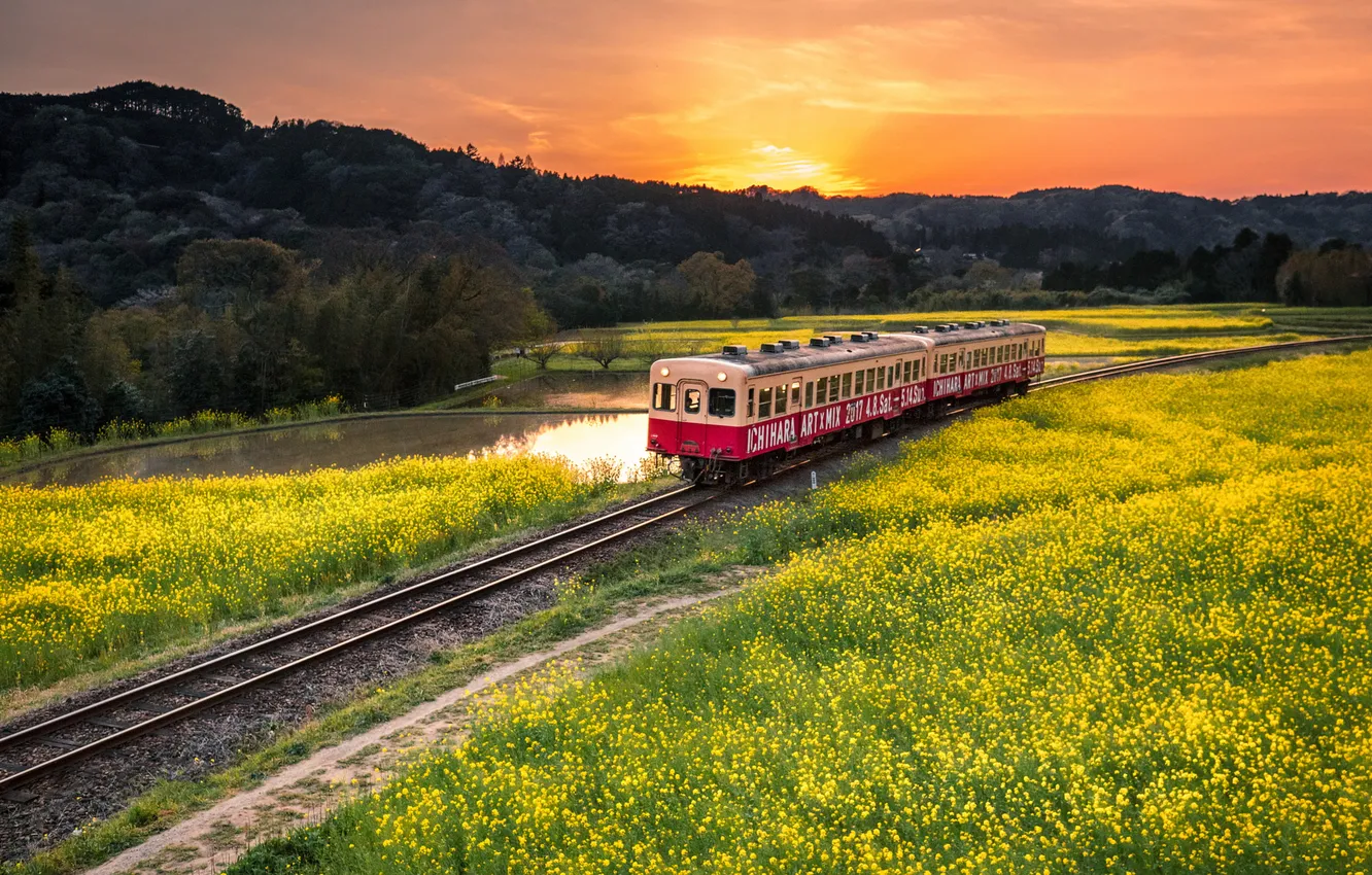 Wallpaper field, flowers, mountains, Asia, train, railroad for mobile ...