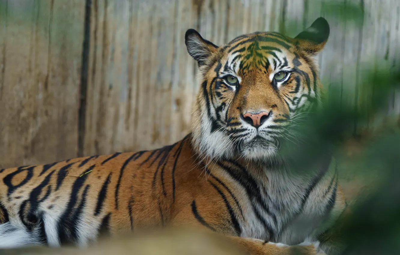 Wallpaper look, face, nature, tiger, pose for mobile and desktop ...