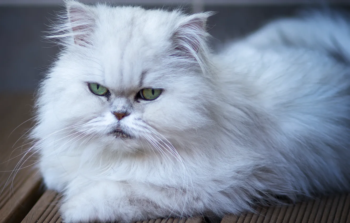 Wallpaper eyes, wool, look, cat for mobile and desktop, section кошки ...