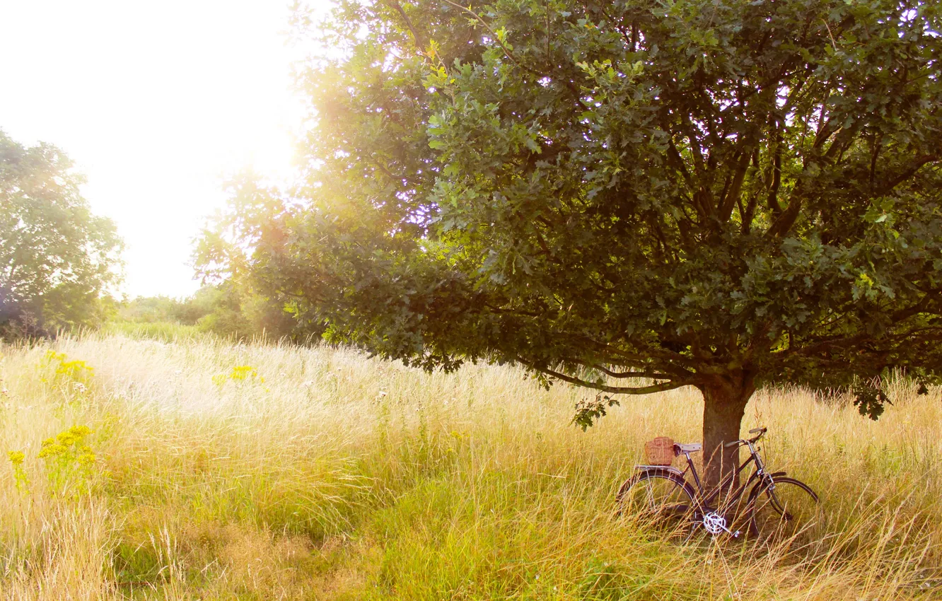 Wallpaper summer, grass, trees, nature, bike, tree, glade, plants for ...