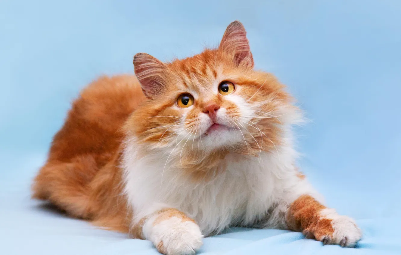 Wallpaper cat, cat, look, pose, face for mobile and desktop, section ...