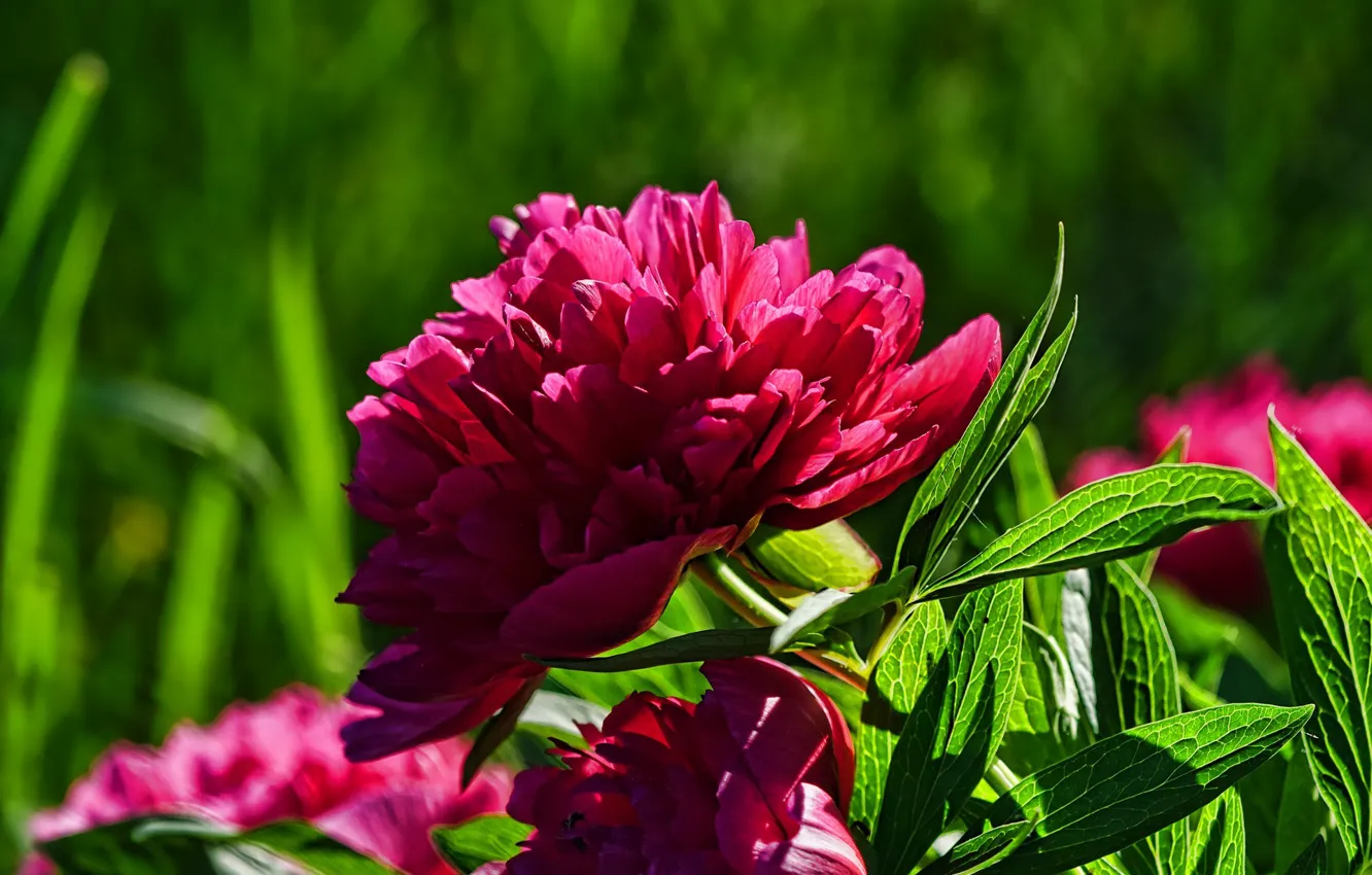 Wallpaper flowers, spring, flowering, peonies for mobile and desktop ...