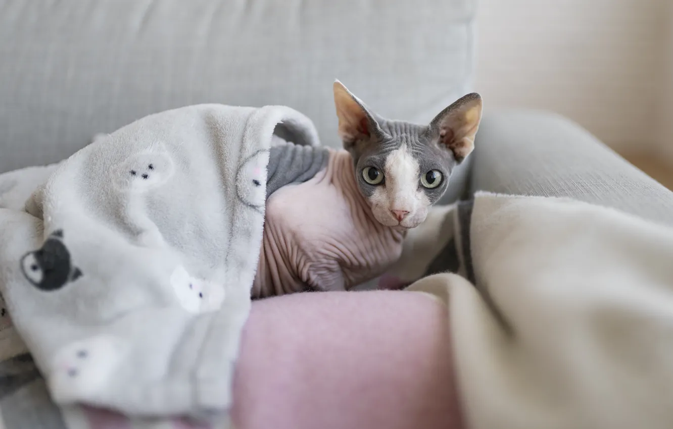 Wallpaper cat, cat, Sphinx images for desktop, section кошки - download