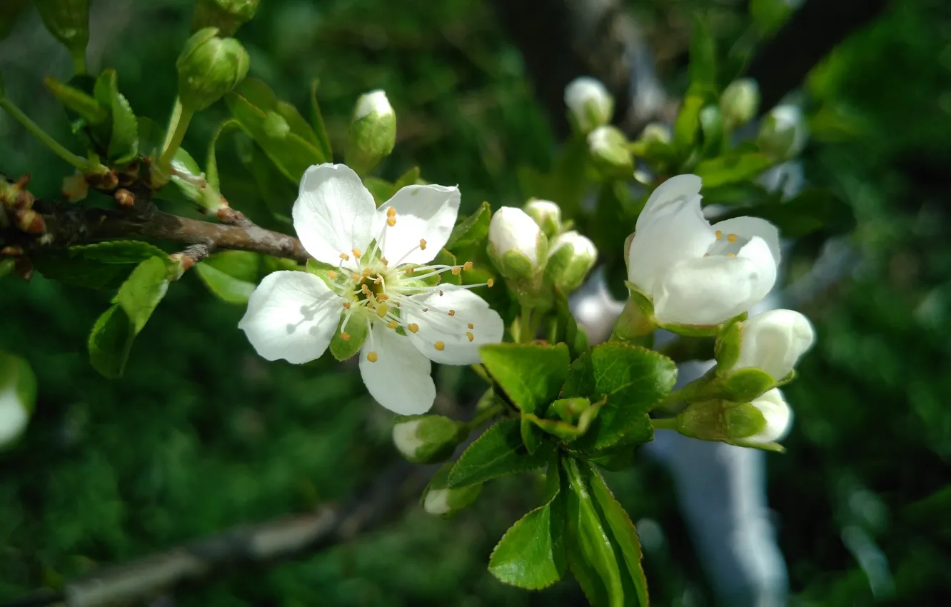 Wallpaper flowers, sprig, buds, spring 2018, Mamala © for mobile and ...