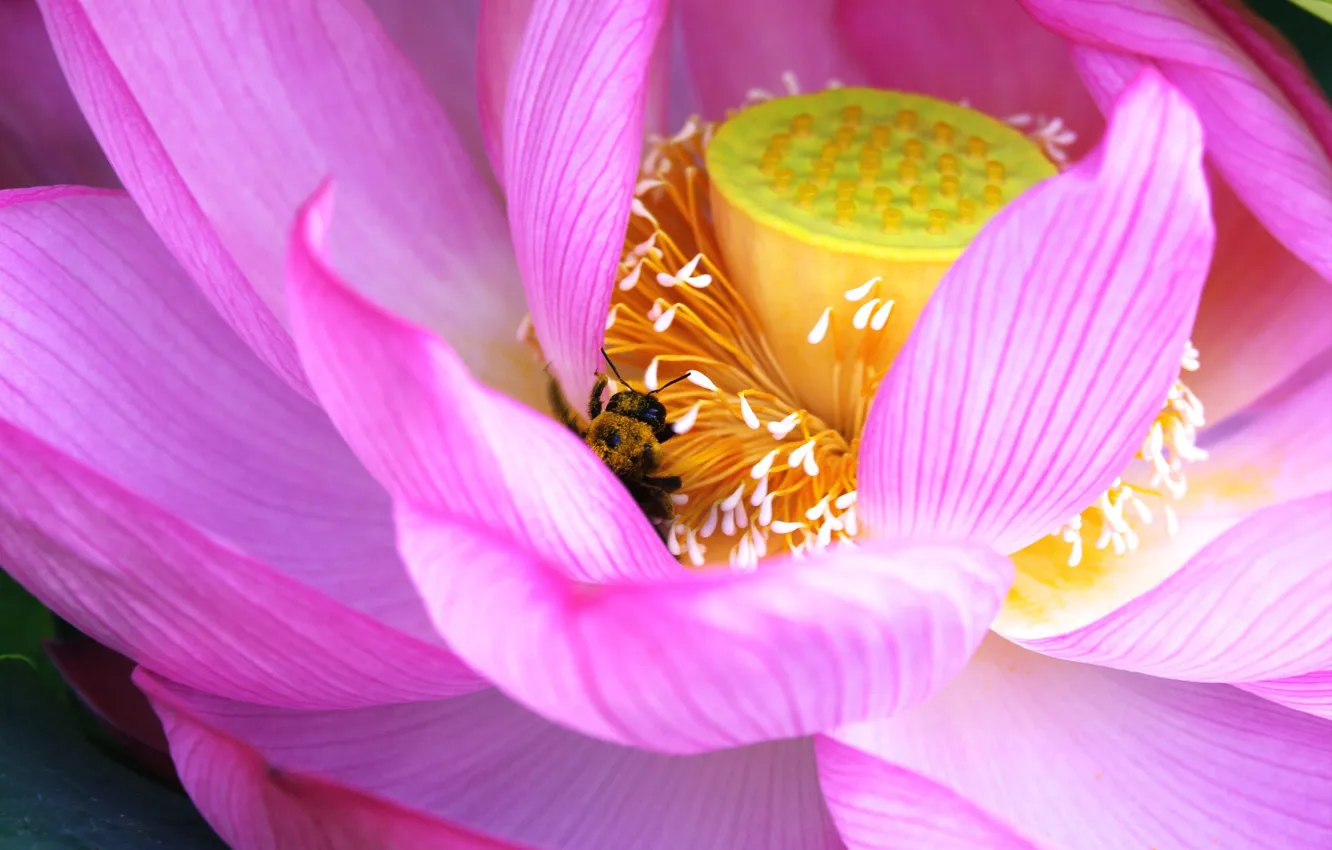 Wallpaper macro, bee, Lotus for mobile and desktop, section цветы ...