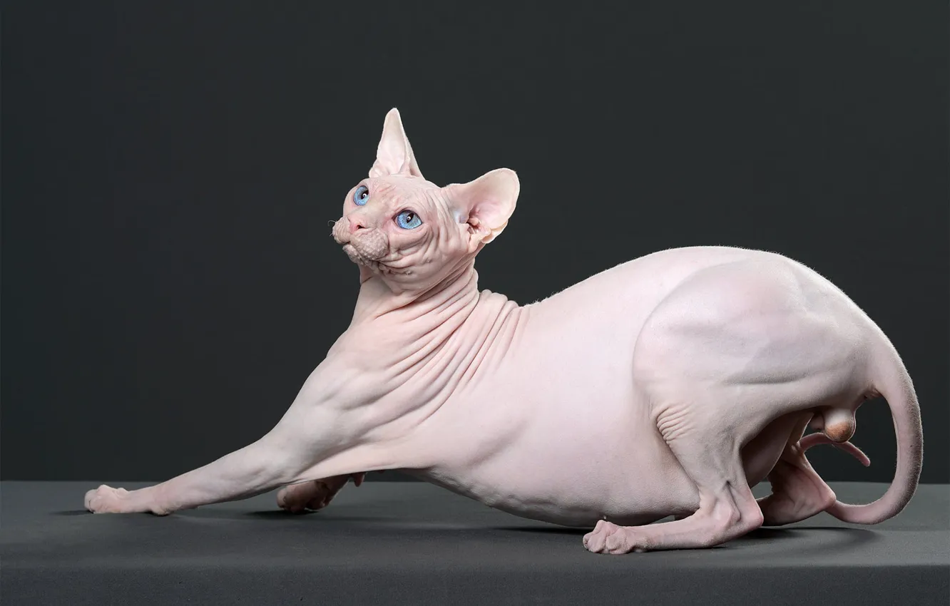 Wallpaper cat, cat, look, pose, the dark background, stretching, Sphinx ...