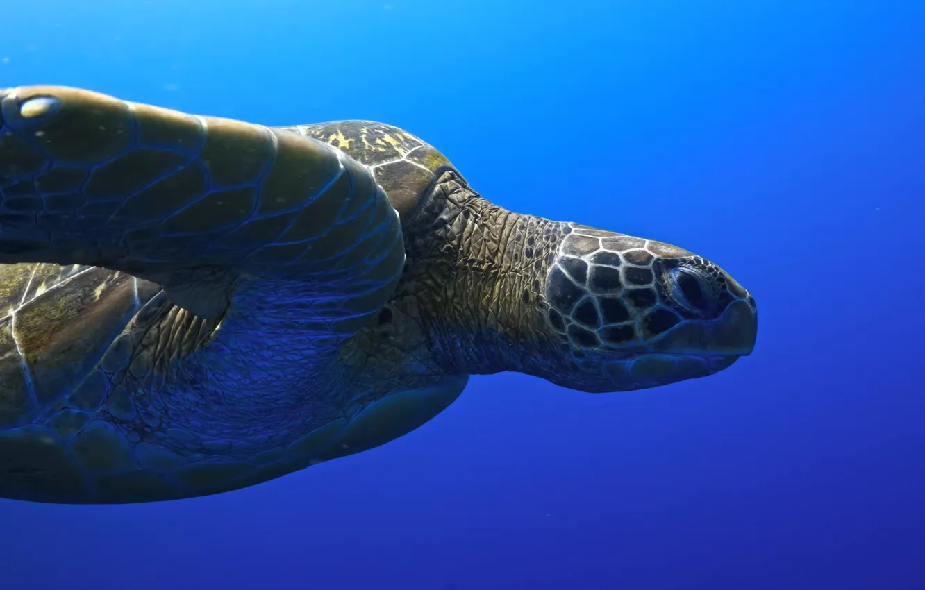 Wallpaper sea, blue, journey, turtle for mobile and desktop, section ...
