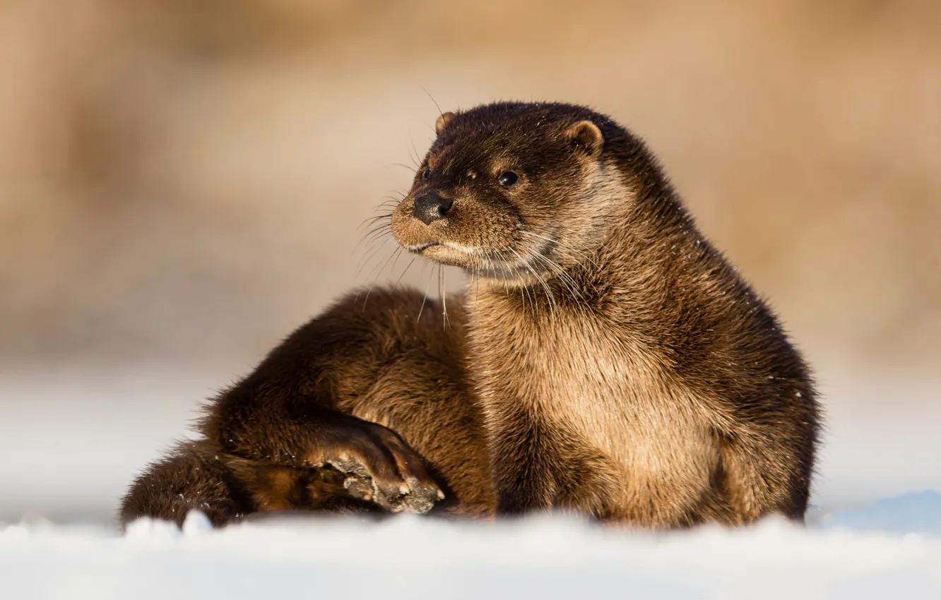 Wallpaper winter, snow, pose, otter, river otter for mobile and desktop ...