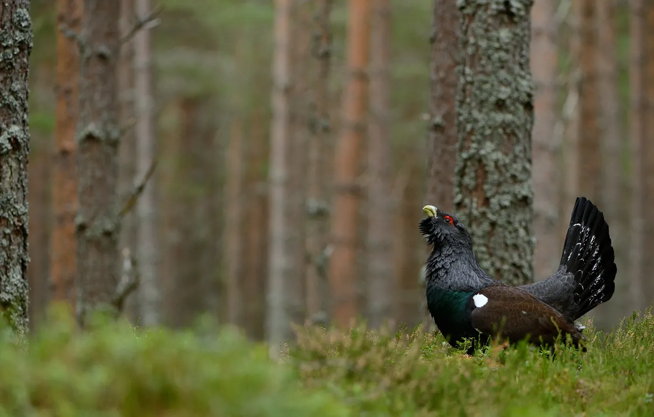Wallpaper forest, nature, bird, glade, bokeh, grouse for mobile and ...