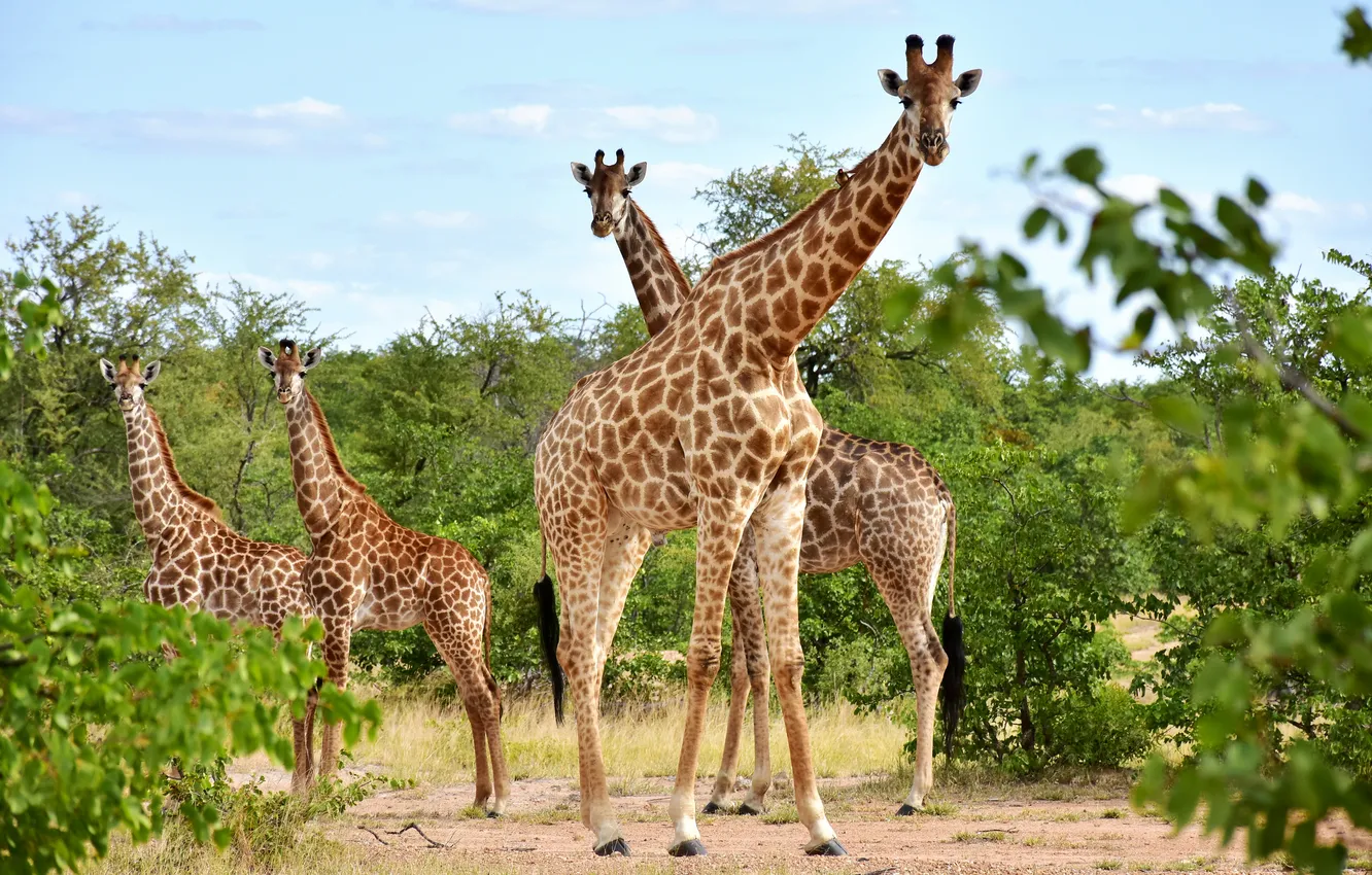 Wallpaper nature, giraffe, giraffes for mobile and desktop, section ...