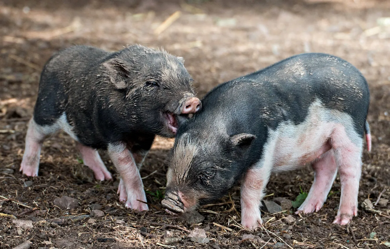 Wallpaper the game, pig, cub, a couple, pig, pig for mobile and desktop ...