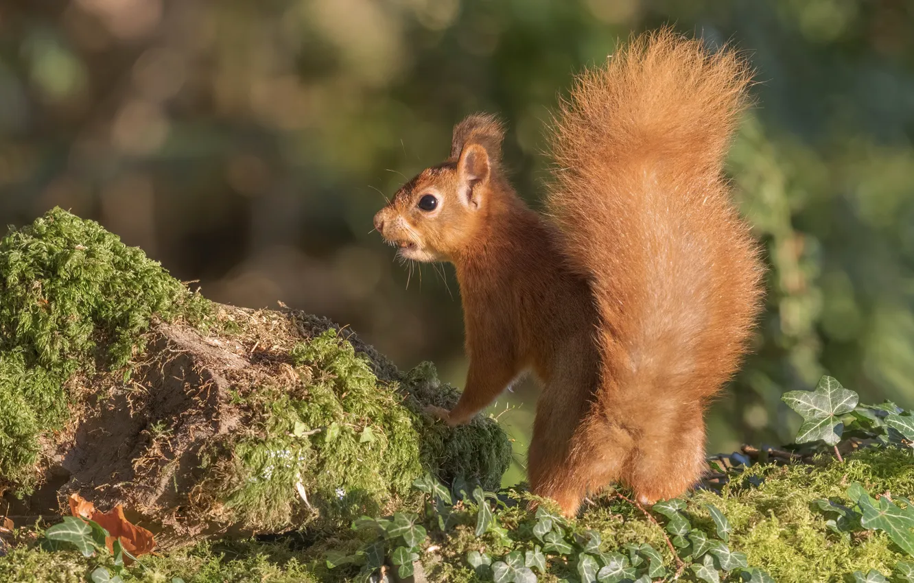 Wallpaper nature, pose, moss, protein, tail, red, face, rear view for ...