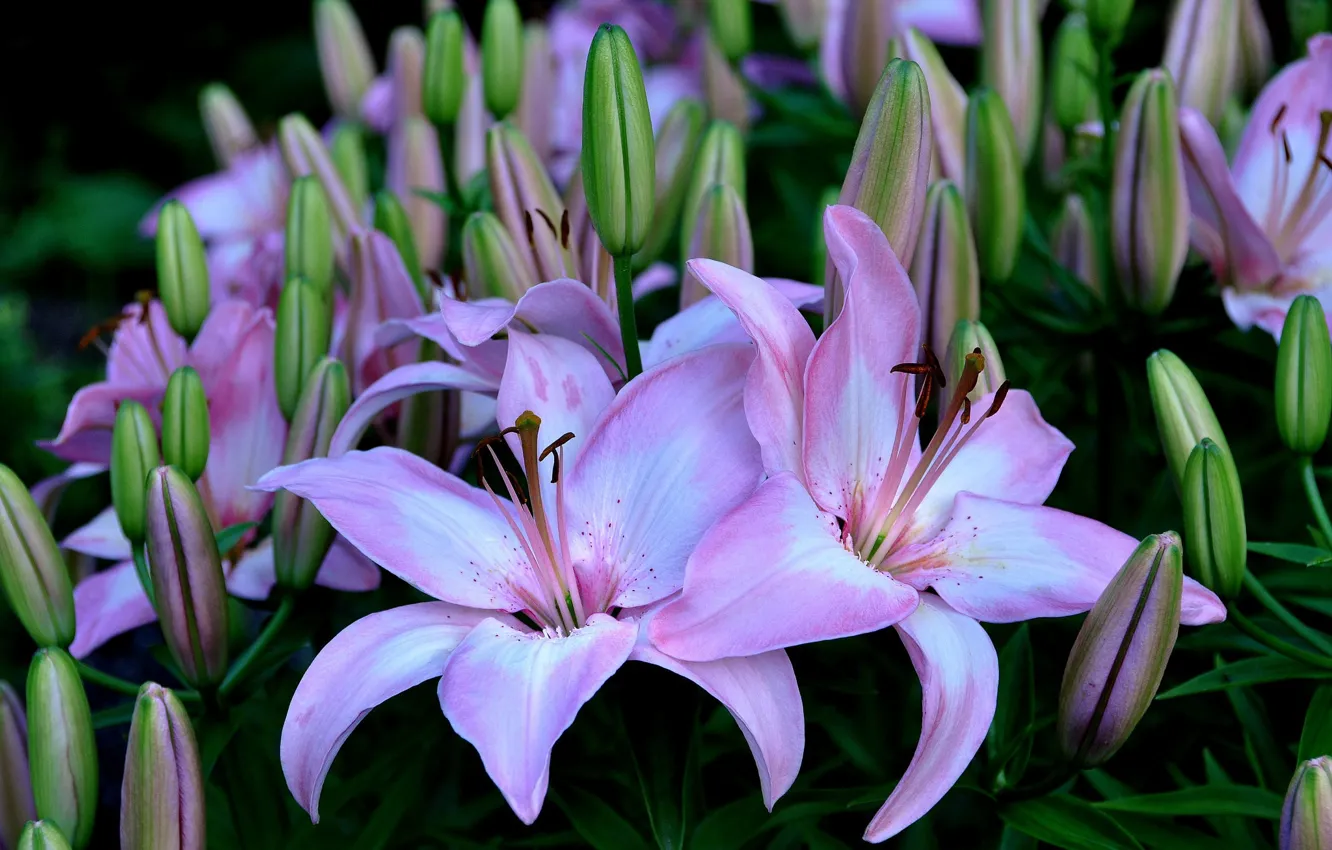 Wallpaper flowers, Lily, lilac Lily for mobile and desktop, section ...